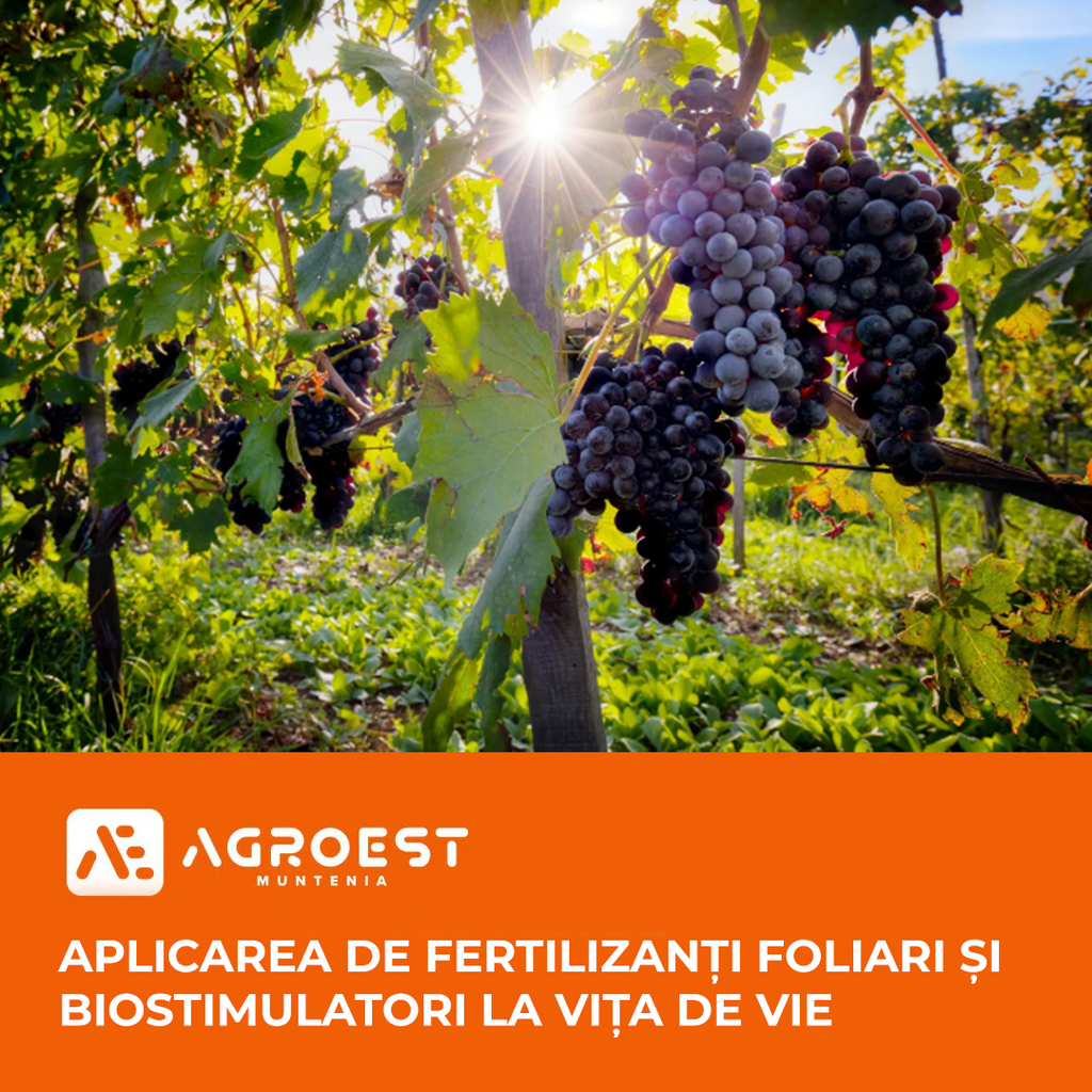 Aplicarea de Fertilizanți Foliari și Biostimulatori la Vița de Vie ...